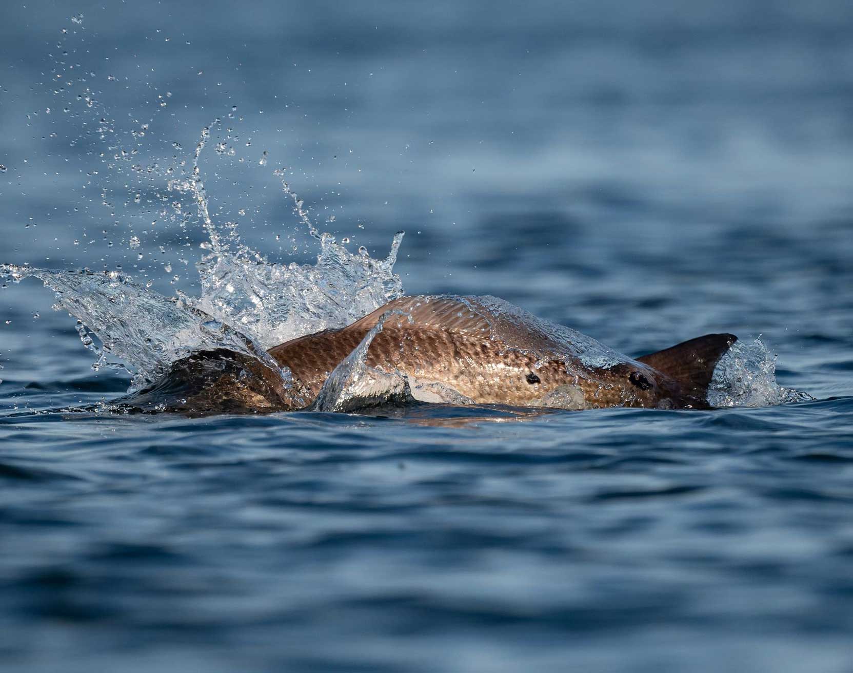 Wintertime Low Tide Fishing in and around Tampa Bay, Anna Maria, and S ...